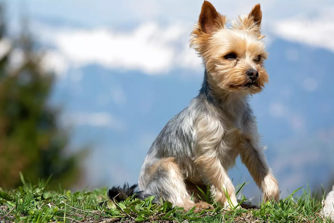Yorkshire Terrier - opis rasy - Psinosek.pl